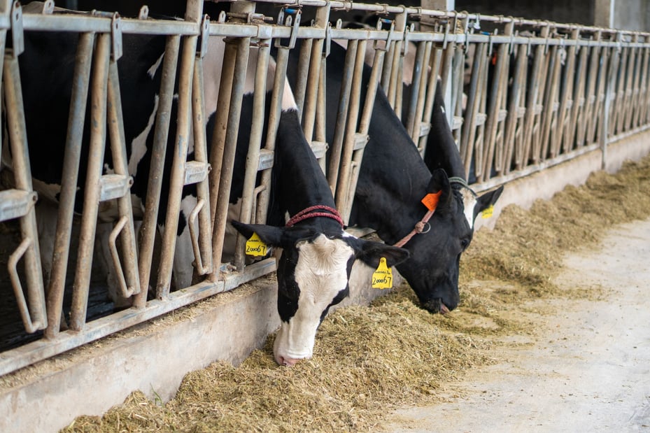 Managing Your Livestock's Nutrition with Livestock Analytics' Software